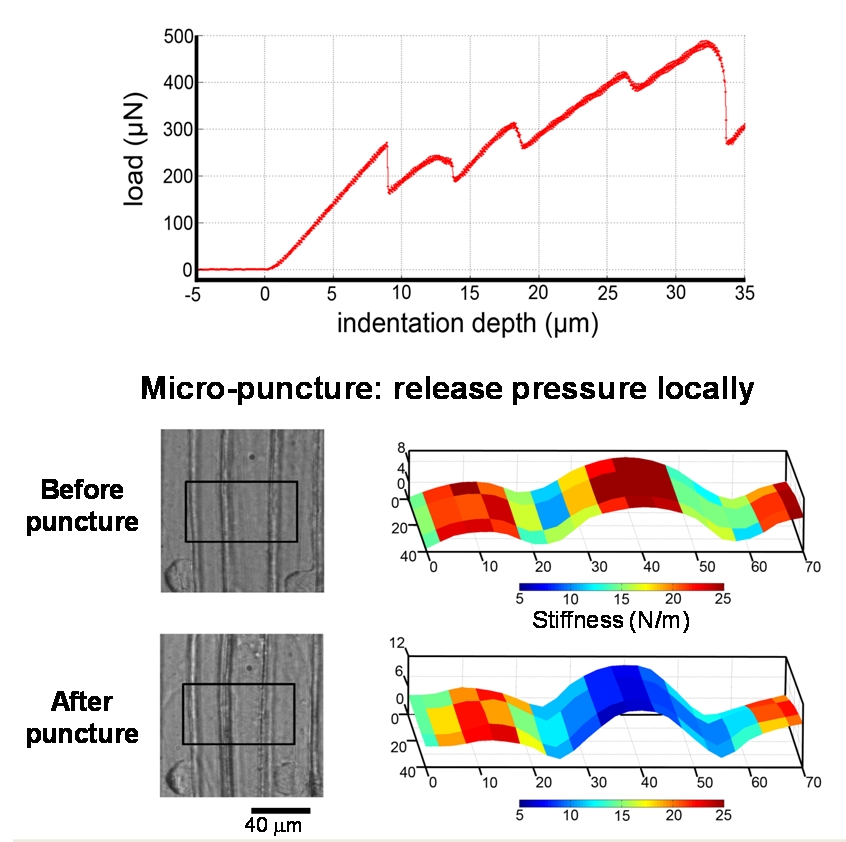 Cellular Force Microscopy | Routier-Kierzkowska group